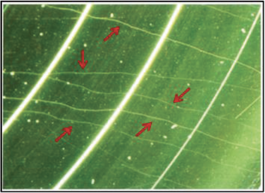 Illustrations of Visible Defects in Optical Elements - SZLASER