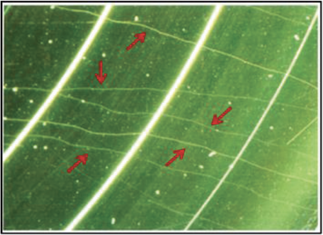 Illustrations of Visible Defects in Optical Elements - SZLASER